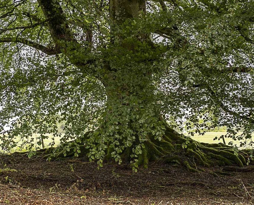 AT BAMFF - Bamff Ecotourism