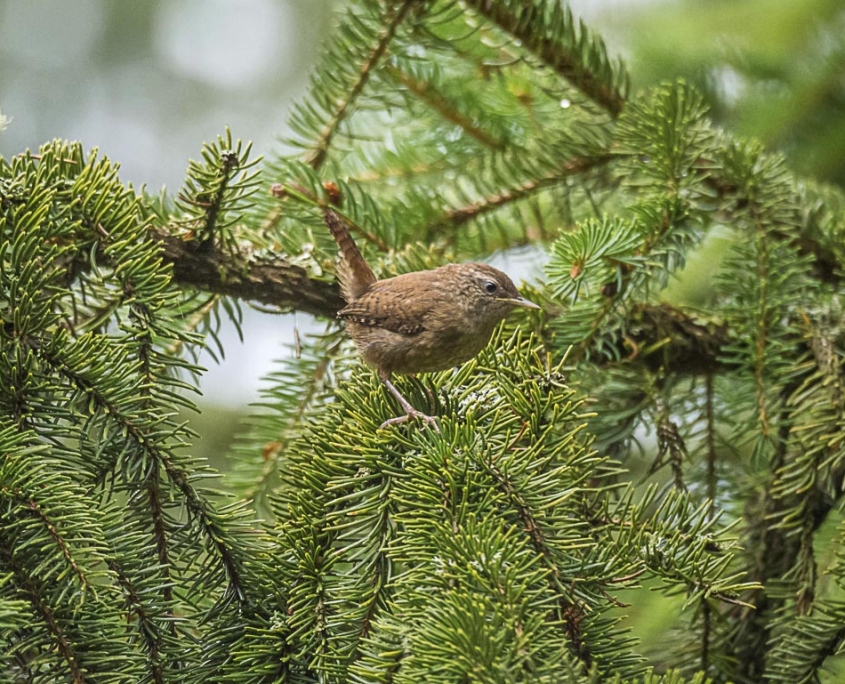 AT BAMFF - Bamff Ecotourism