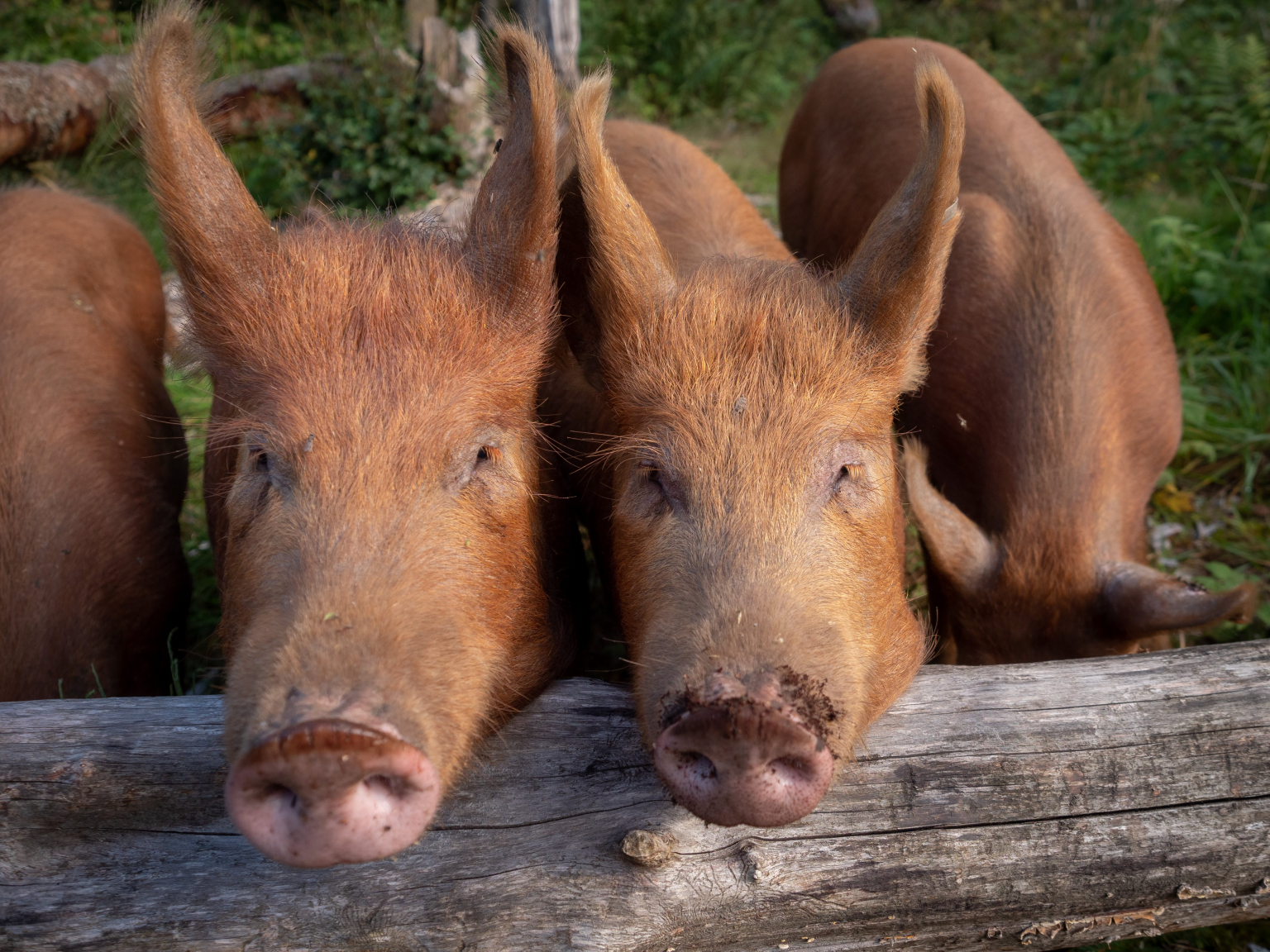 HOME - Bamff Ecotourism