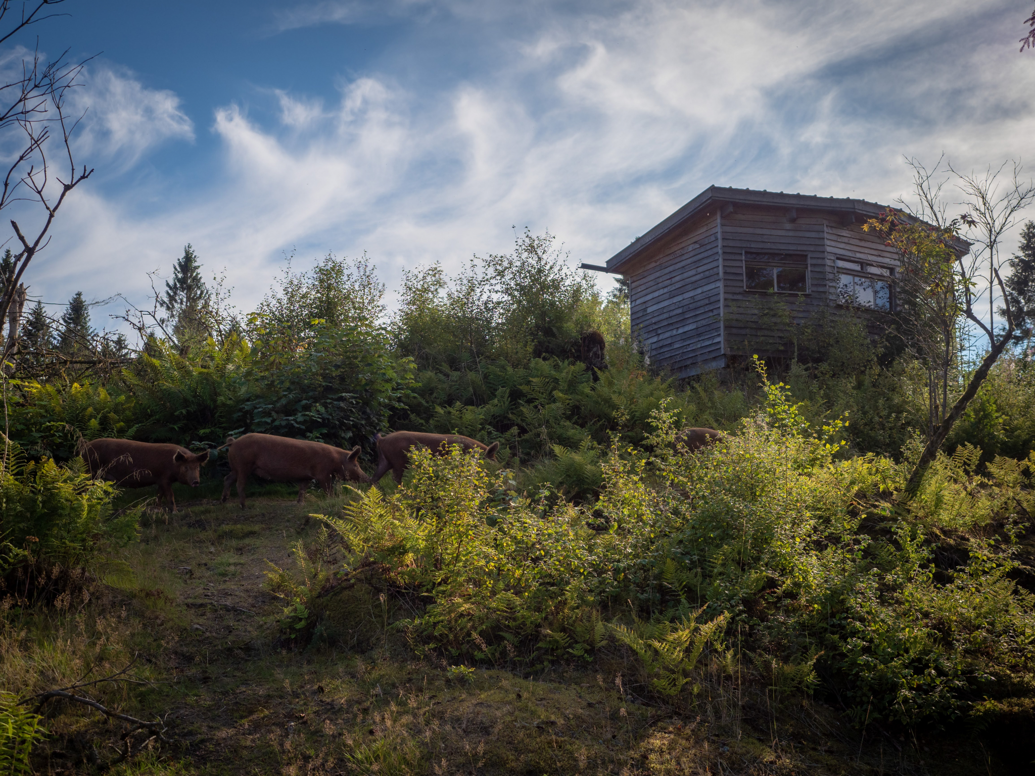 HOME - Bamff Ecotourism